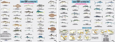 Species: Fishes of the North Atlantic Identification Chart - BlueFin ...