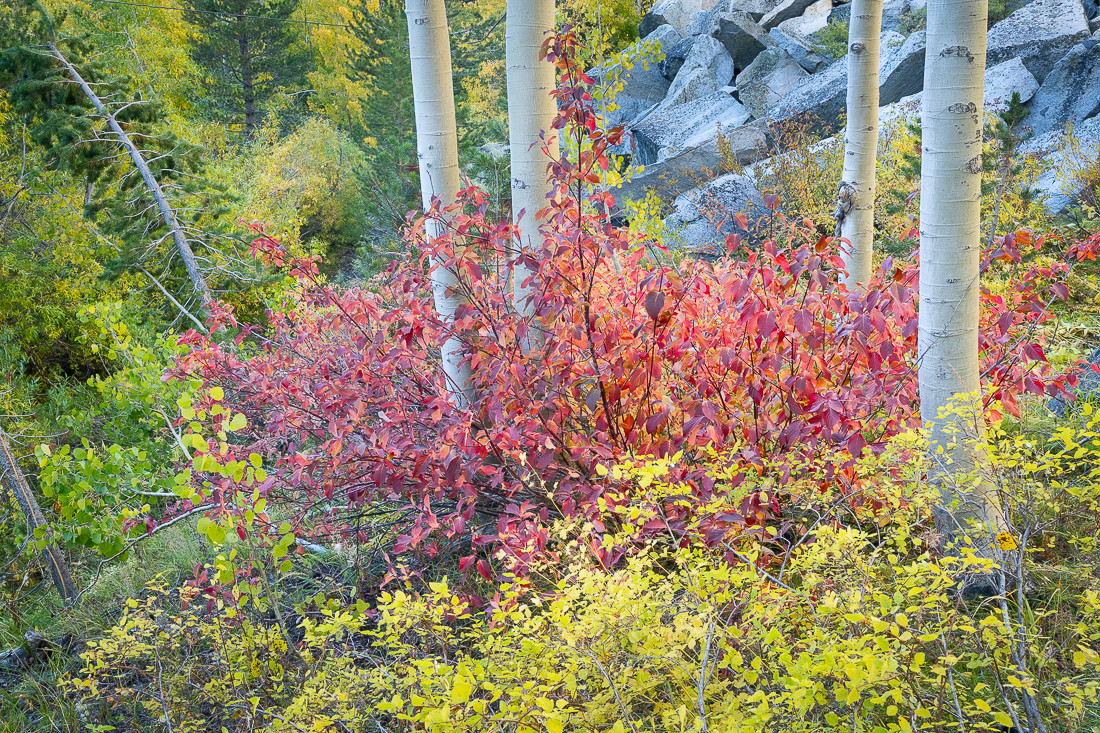 Closeups along the Bishop Drainage - Vern Clevenger Photography