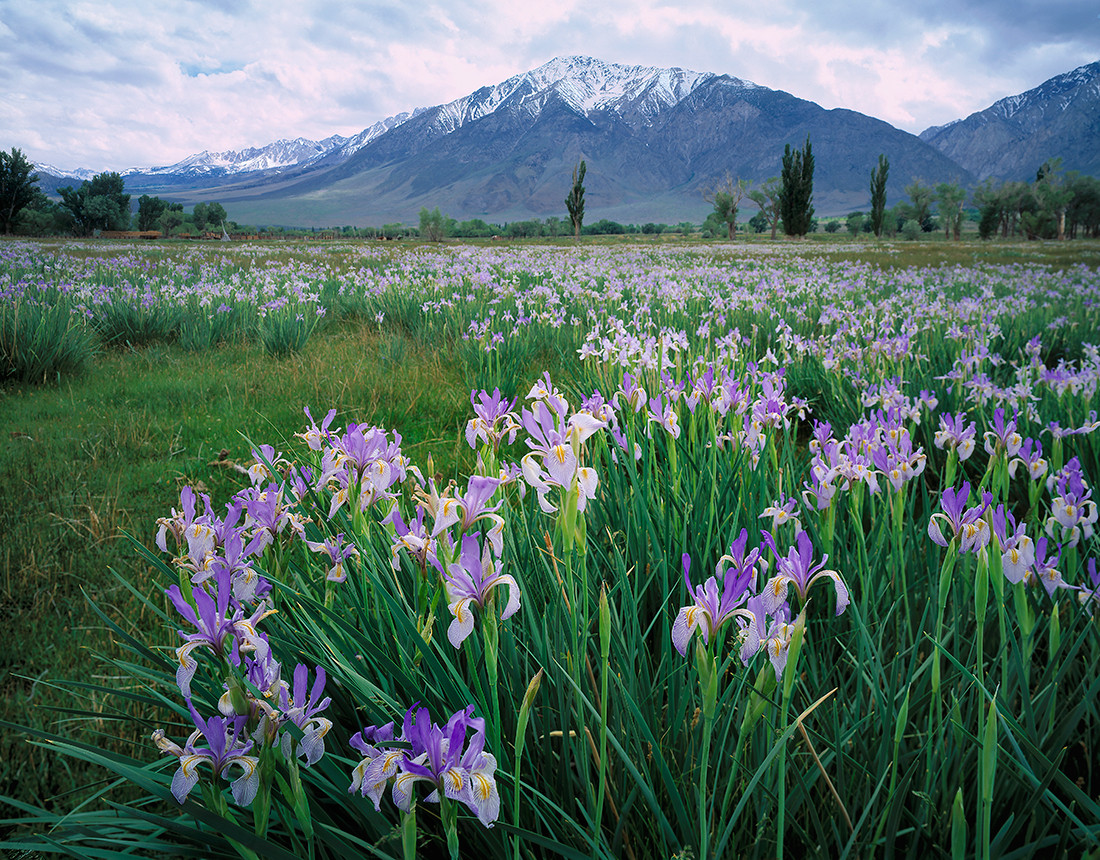 Wild Iris and Mount Tom - Vern Clevenger Photography