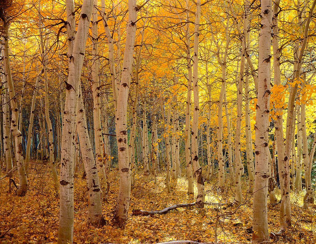 Aspendell Fall Colors - Vern Clevenger Photography