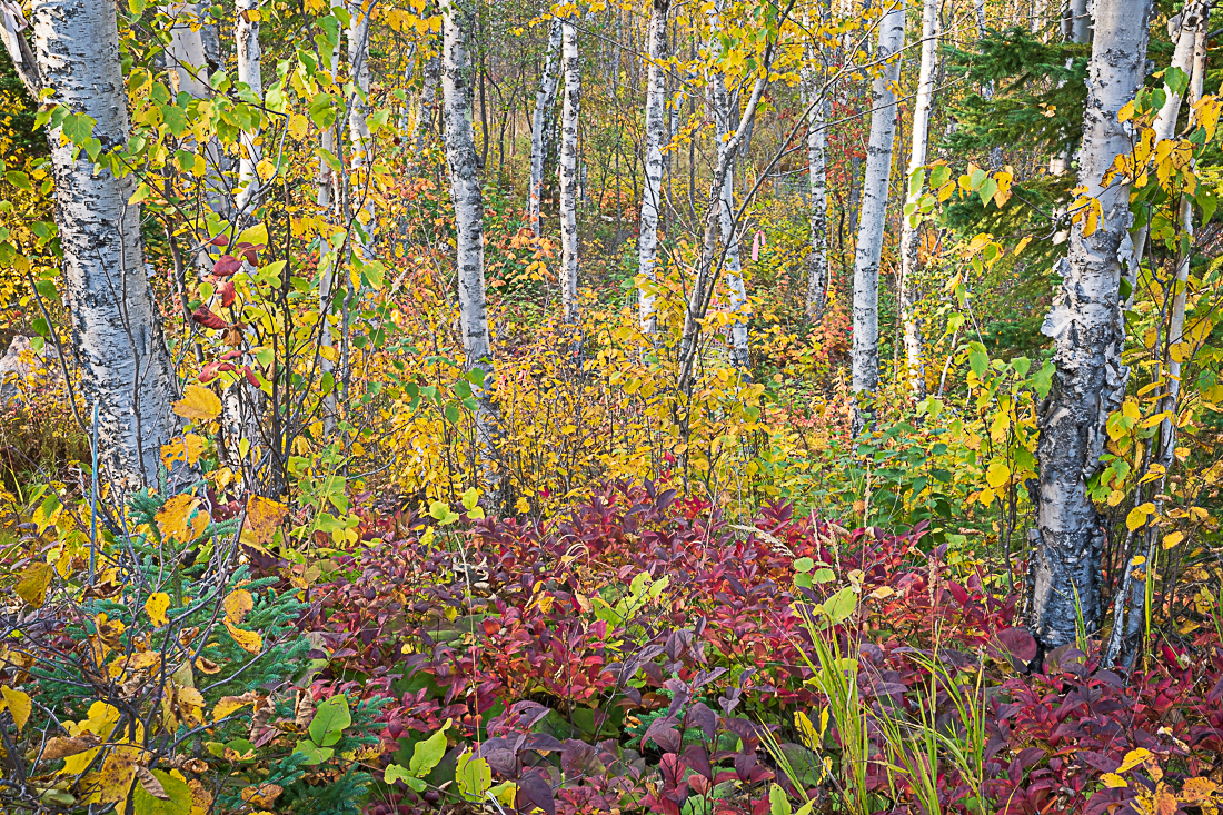 The Forests of Northern Minnesota - Vern Clevenger Photography