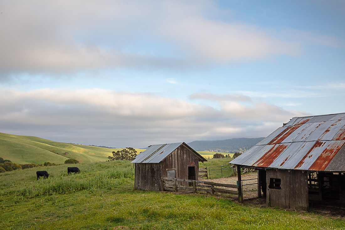 Spring in Point Reyes National Seashore - Vern Clevenger Photography