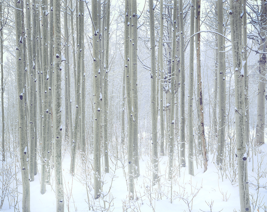 Winter Aspen - Eastern Sierra - Vern Clevenger Photography