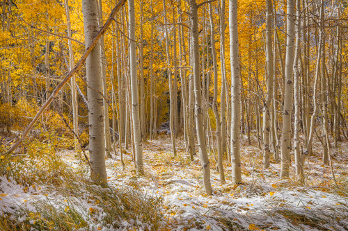 First Snow Aspen - Vern Clevenger Photography