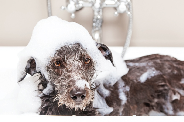 How to Groom Your Pets at Home - Campman