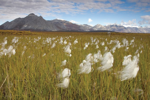 6 True Wilderness Adventures in Alaska's Arctic National Wildlife ...