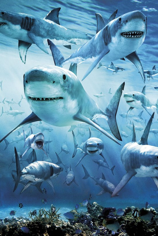 Shark Infested Poster - NerdKungFu