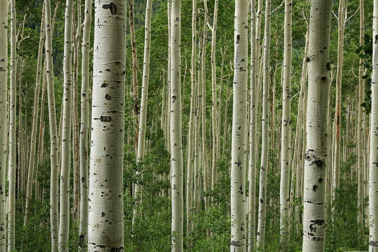 Aspen Forest Murals Fusion 12 ft. x 8 ft. Glue-Up FRP Wall Panels