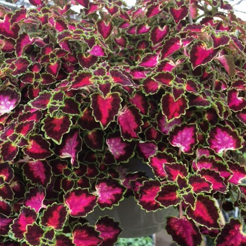 Coleus - Great Falls Angel - SUN-SHADE - HB