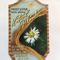 Aster Pilosus