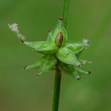 Carex rosea - Curly-styled Wood Sedge 18ct