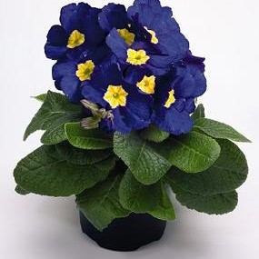 Primula polyantha - Piano Blue 18ct