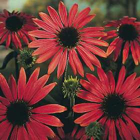 Echinacea purpurea - Ruby Star (Coneflower) 18ct