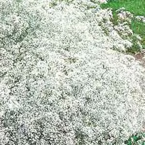 Gypsophilia paniculata - Double Snowflake (Baby's Breath) 18ct