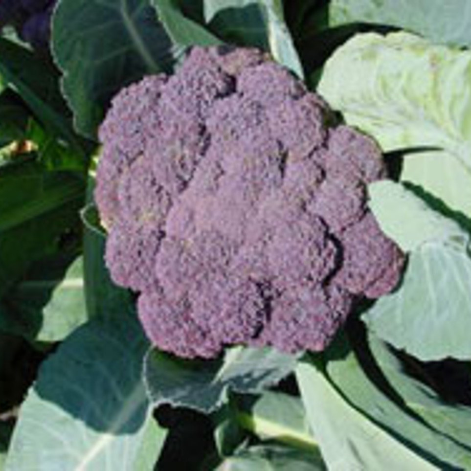 Broccoli - Purple Magic 12-4 paks