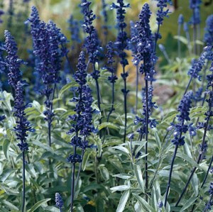 Salvia farinacea - Victoria Blue 12-4 paks