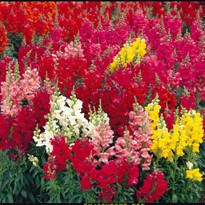 Snapdragon - Sonnet Mix 12-4 paks