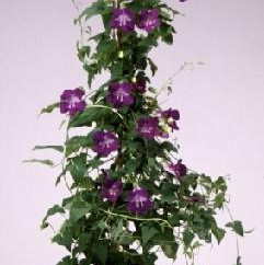 Asarina Seeds Climbing Snapdragons Flowering Vine Seeds Climbing