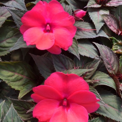 Sunpatiens -Deep Rose 15ct