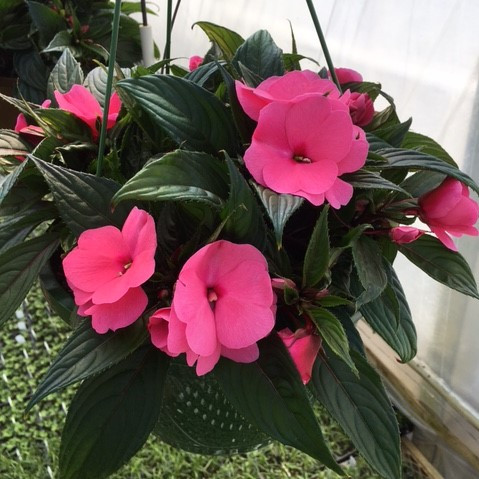 New Guinea Impatiens - Magnum Hot Pink HB-SOLD OUT FOR 2026 SEASON