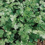 Cilantro - Santo ORGANIC 18ct