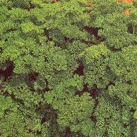 Parsley - Moss Curled-Grune Perle ORGANIC 18ct