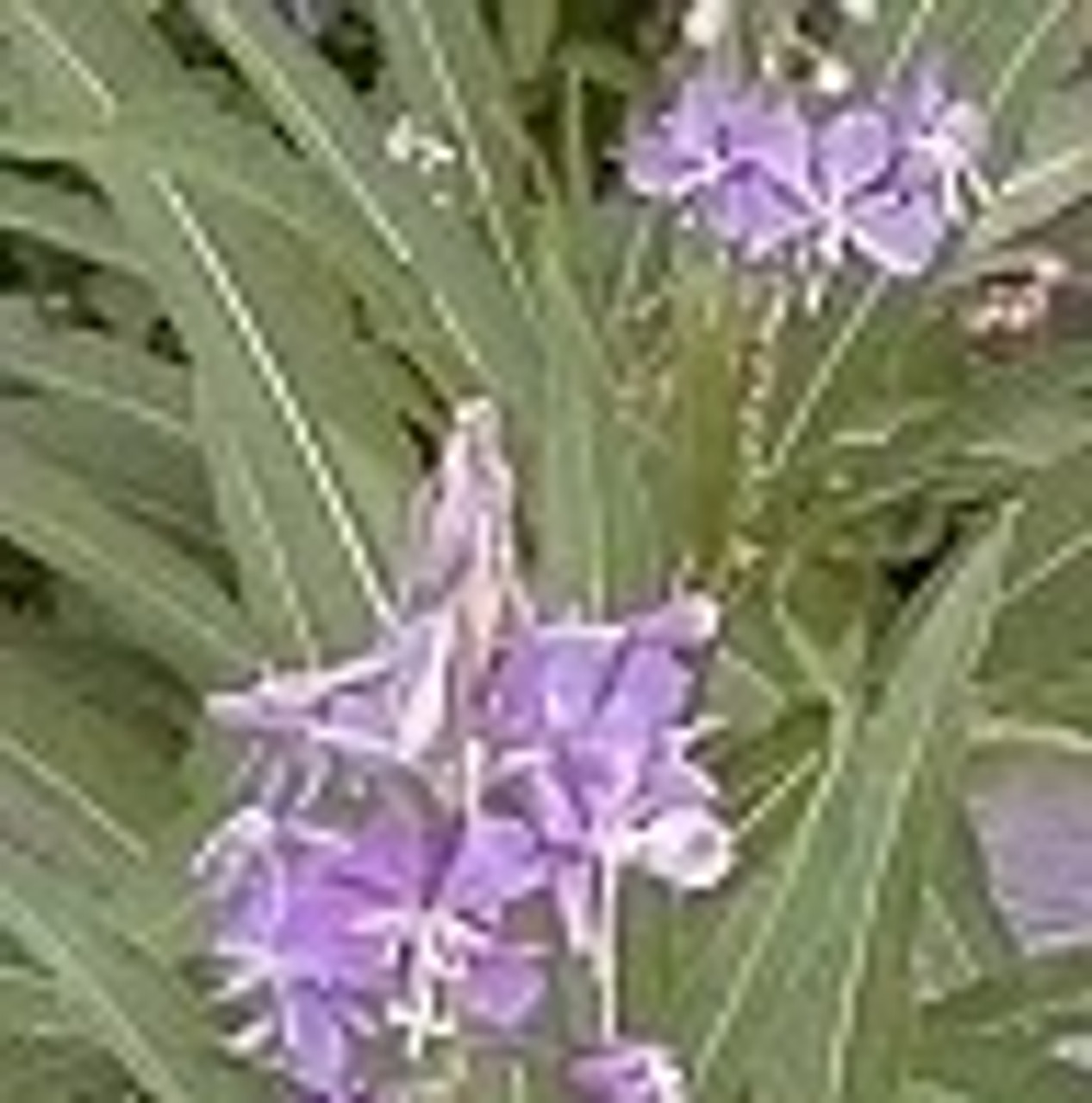 Epilobium Angustifolium Chamaenerion Angustifolium Fireweed 18ct