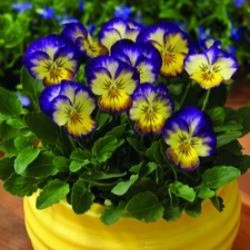 Viola - Penny Primrose Picotee 12-4 paks