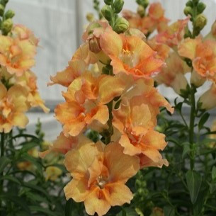 Snapdragon - Sonnet Mix 12-4 paks