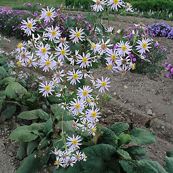 Aster macrophyllus (Eurybia macrophylla) - Big-leaved Aster 18ct