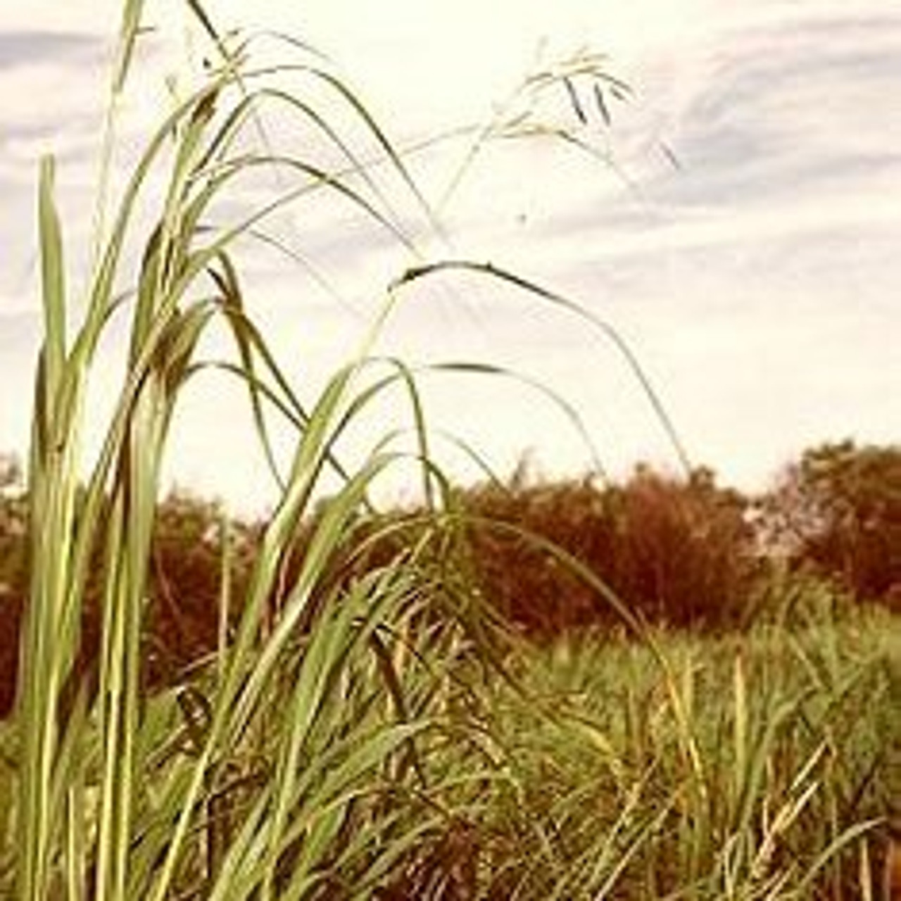Spartina Pectinata Cord Grass 18ct