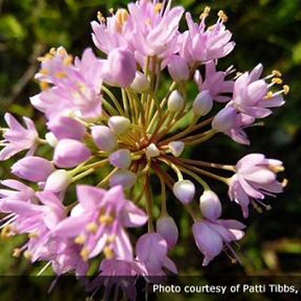 Allium stellatum - Prairie Onion 18ct