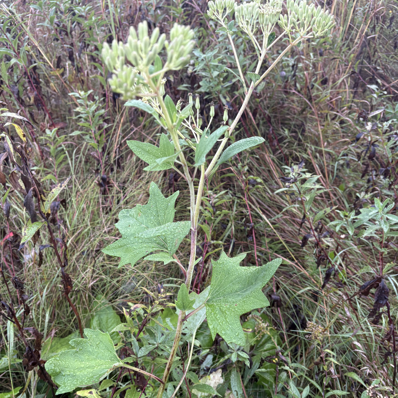 Cacalia atriplicifolia (Arnoglossum atriplicifolium) - Pale Indian ...