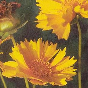 Coreopsis lanceolata - Sand Coreopsis 18ct