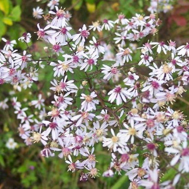 Aster lateriflorus (Symphyotrichum lateriflorum) - Calico Aster 18ct