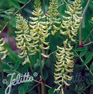 Astragalus canadensis - Canadian Milk Vetch 18ct