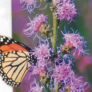 Liatris aspera - Button Blazing Star 18ct