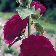 Alcea rosea - Chaters Royal Purple (Hollyhock) 18ct