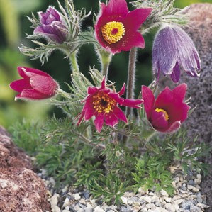Pulsatilla vulgaris - Red Bells (Anemone) 18ct
