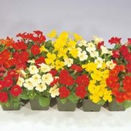 Mimulus - Mystic Mix 12-4 paks