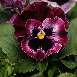 Pansy - Frizzle Sizzle Raspberry 12-4 paks