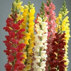 Snapdragon - Rocket Mix 12-4 paks