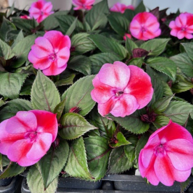 Sunpatiens-Red Candy Bicolor 15ct