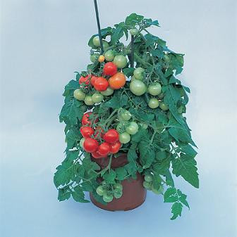 Tomato - Micro Tom PATIO 18ct