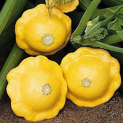 Squash - Summer Sunburst-Y-Star ORGANIC 18ct