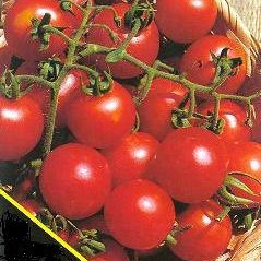 Tomato - Sweetie ORGANIC 18ct
