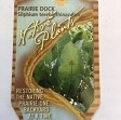 Silphium terebinthinaceum - Prairie Dock 18ct