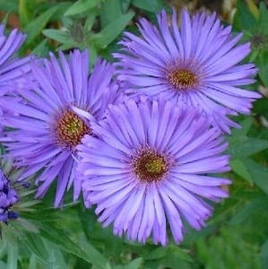 Aster novae-angliae (Symphyotrichum novae-angliae) - New England Aster 18ct