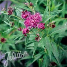 Vernonia fasciculata - Common Ironweed 18ct