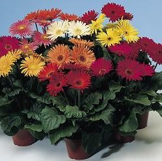 Gerbera Daisy - Mix 15ct